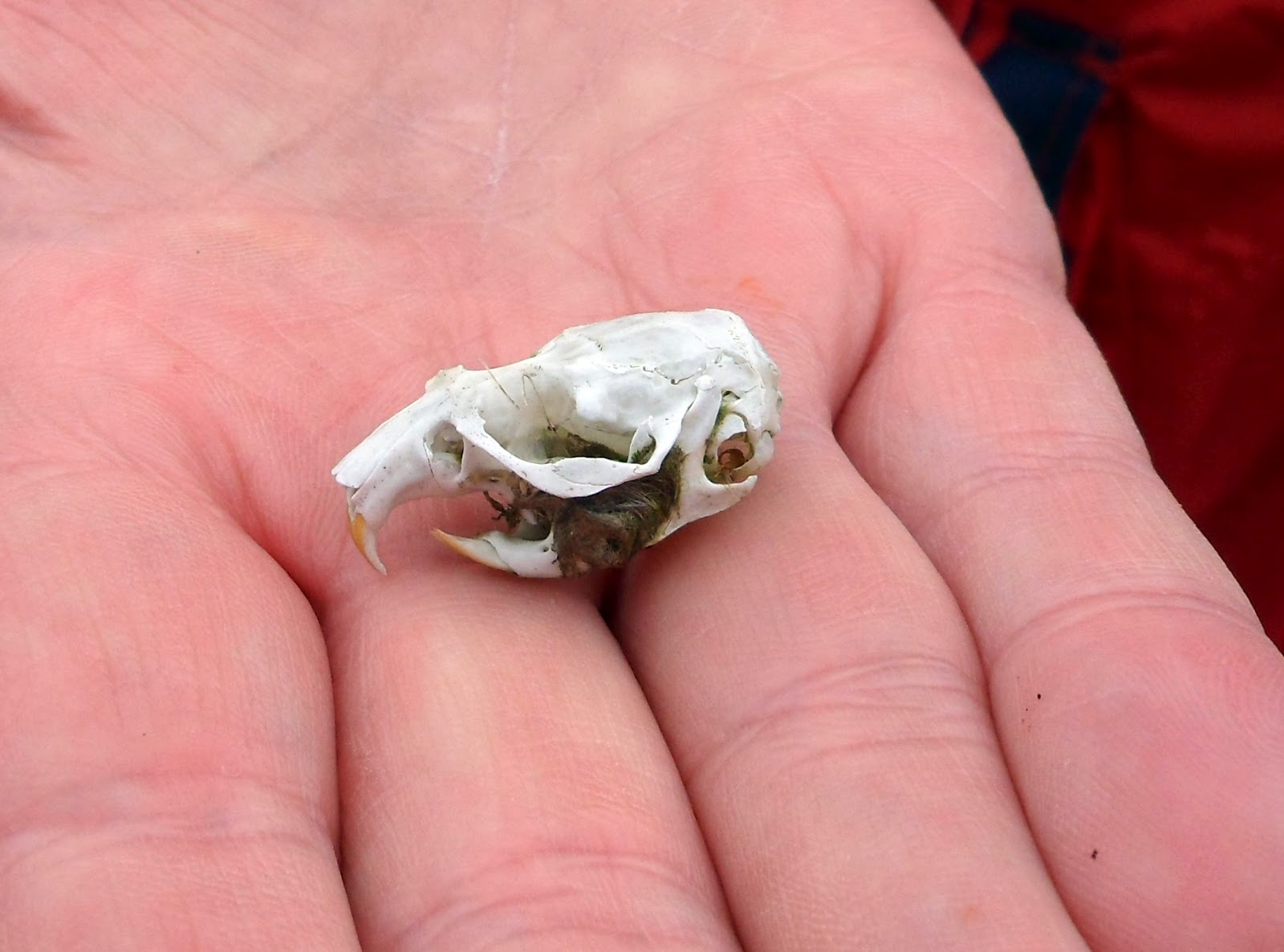 Newfoundland and Labrador trip: Okak and Mugford Tickle