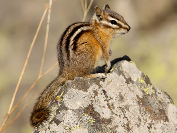 Ecobirder: Chipmunk