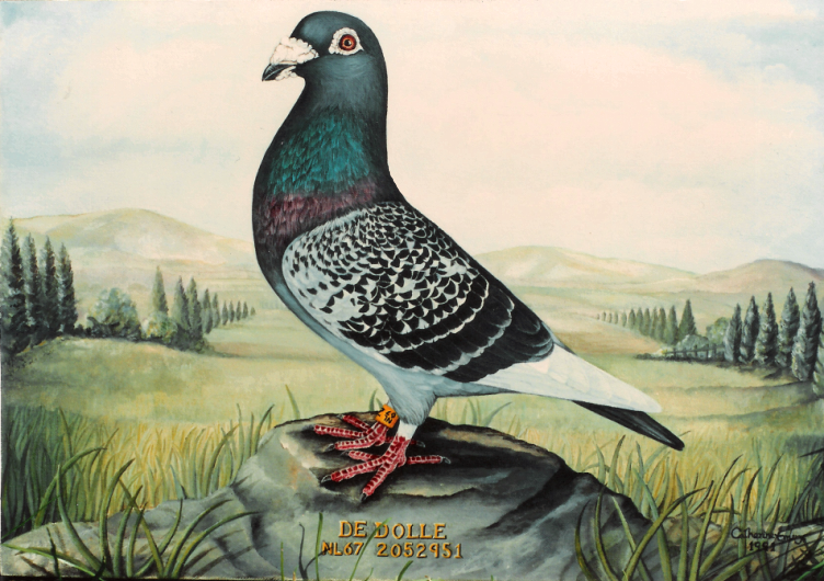 nieripigeons-Holanda racing pigeons: Martha Van Geel SIEMPRE VIGENTE.