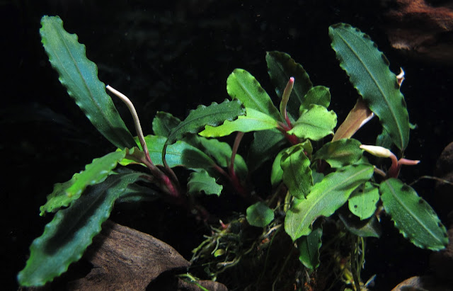 endemic plants: Bucephalandra sp. Solid Blue