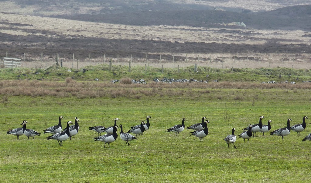 Species of UK: Week 48: Barnacle Goose ('Branta leucopsis')