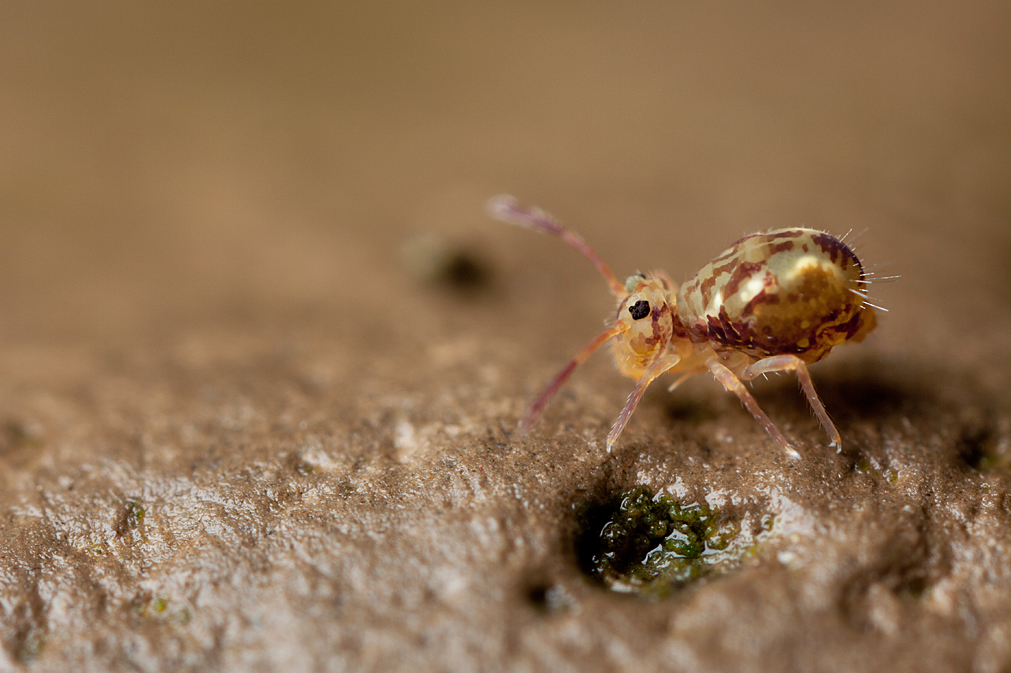 phils photographic adventures: New year Springtails
