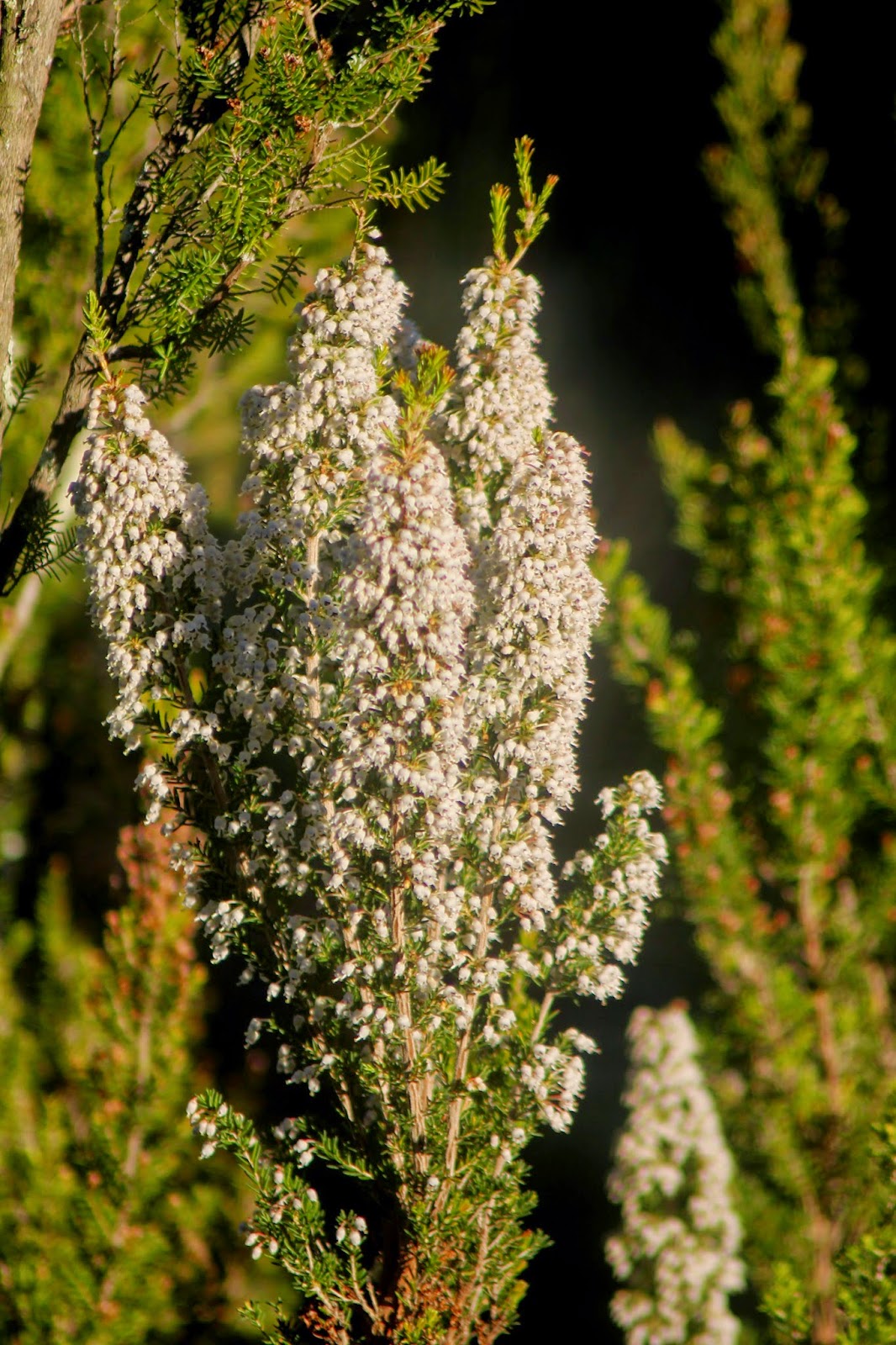 Cáceres al natural: TIEMPO DE BREZOS