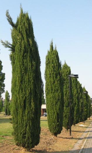 Il Giardino della Terra: CIPRESSO COMUNE