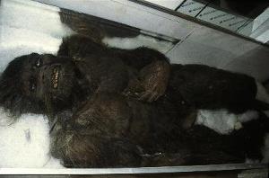 Yeti de Bourganeuf - More Details! ~ The Crypto Crew