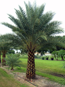 ARTE Y JARDINERÍA : PALMERA CANARIA. Phoenix canariensis