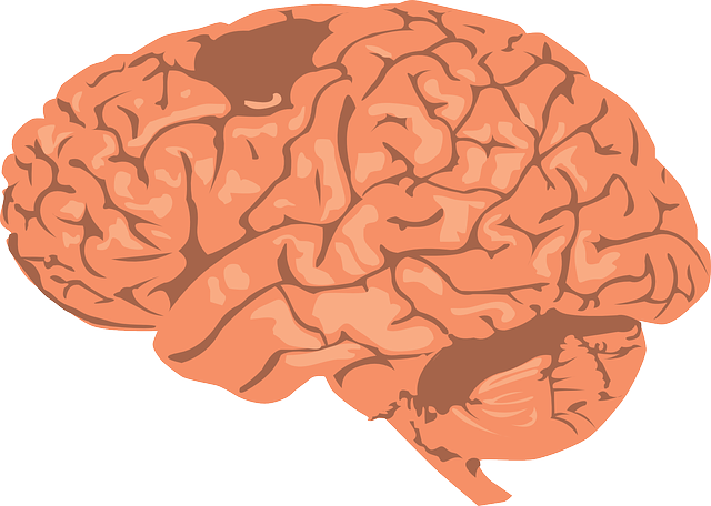 Cara Kerja Otak How The Brain Work Cara Kerja Otak Br - vrogue.co Cara Kerja Otak How The Brain Work Cara Kerja Otak Br - vrogue.co