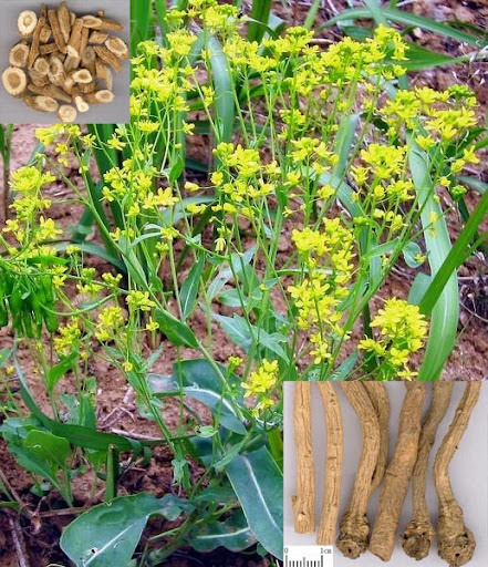 Woad root (BAN LAN GEN)-Isatis indigotica-Radix Isatidis