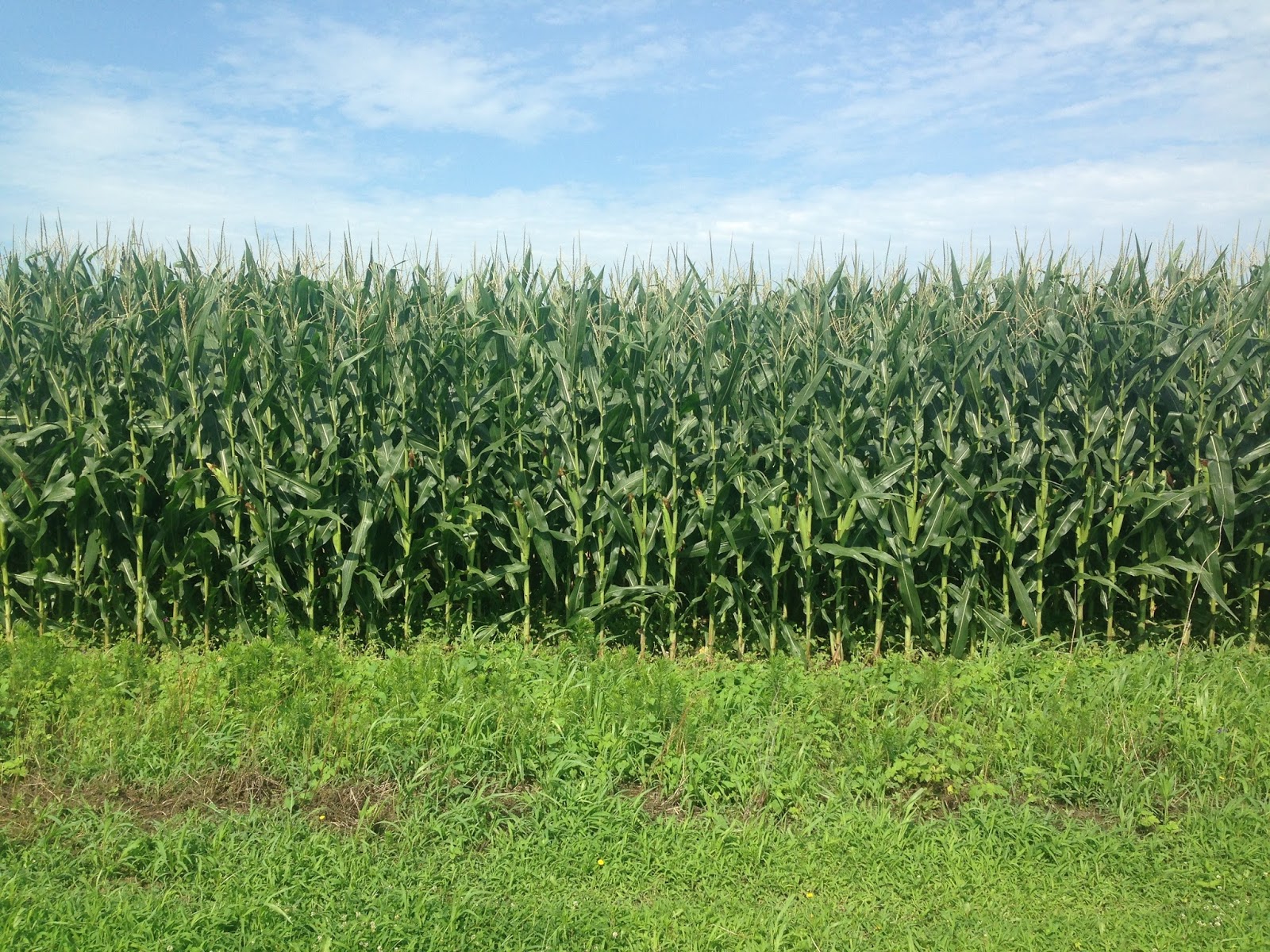 The Adventure Begins: Iowa - corn, corn and corn