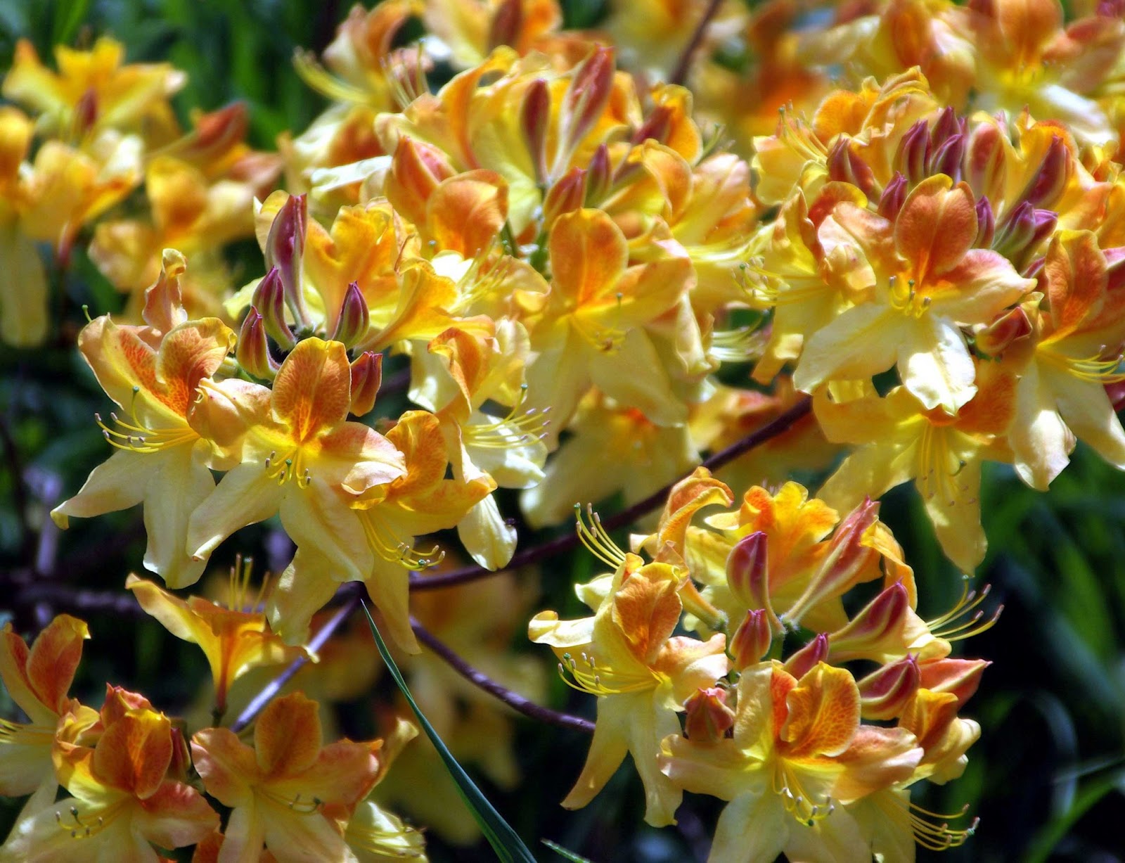 Sane, Crazy, Crumby Quilting: Gone Fishin' (and Gardenin')