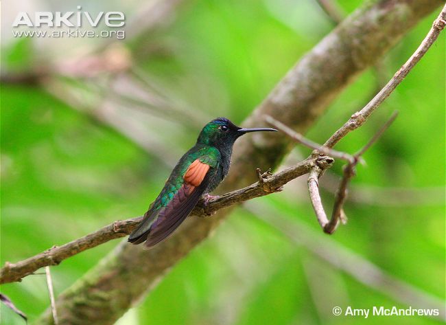 Laberinto en extinción: Colibrí oaxaqueño (Eupherusa cyanophrys)