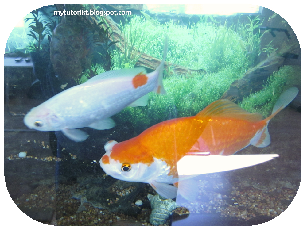 Egg Fish Goldfish