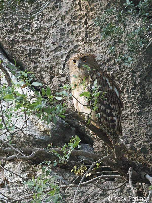Yoav Perlman - birding, science, conservation, photography: Turkish ...