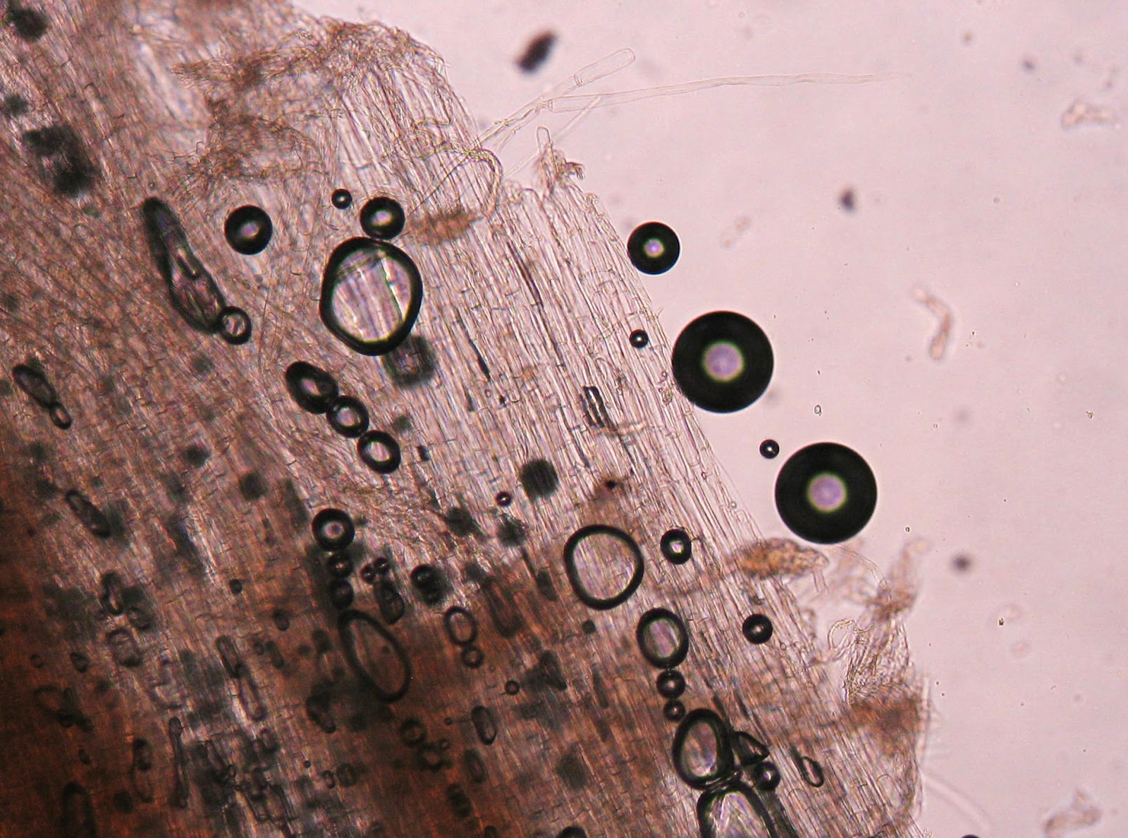 TAMU_PLPA631_FungalBlog_LornaNissen: October 2012