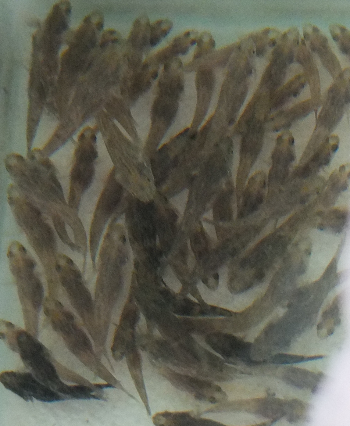 the Green Companion: Benih Ikan Ubi/ Ketutu/ Marble Goby/ Soon Hock 笋壳鱼 ...