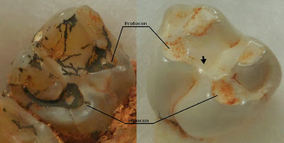 Amics del Museu Geològic del Seminari de Barcelona: Joaquim Guillén: El ...