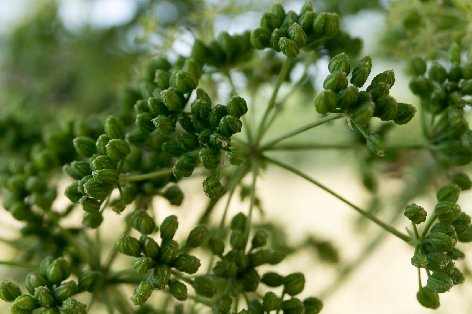 Plantas de Huerta Otea, Salamanca: Cicuta (Conium maculatum)