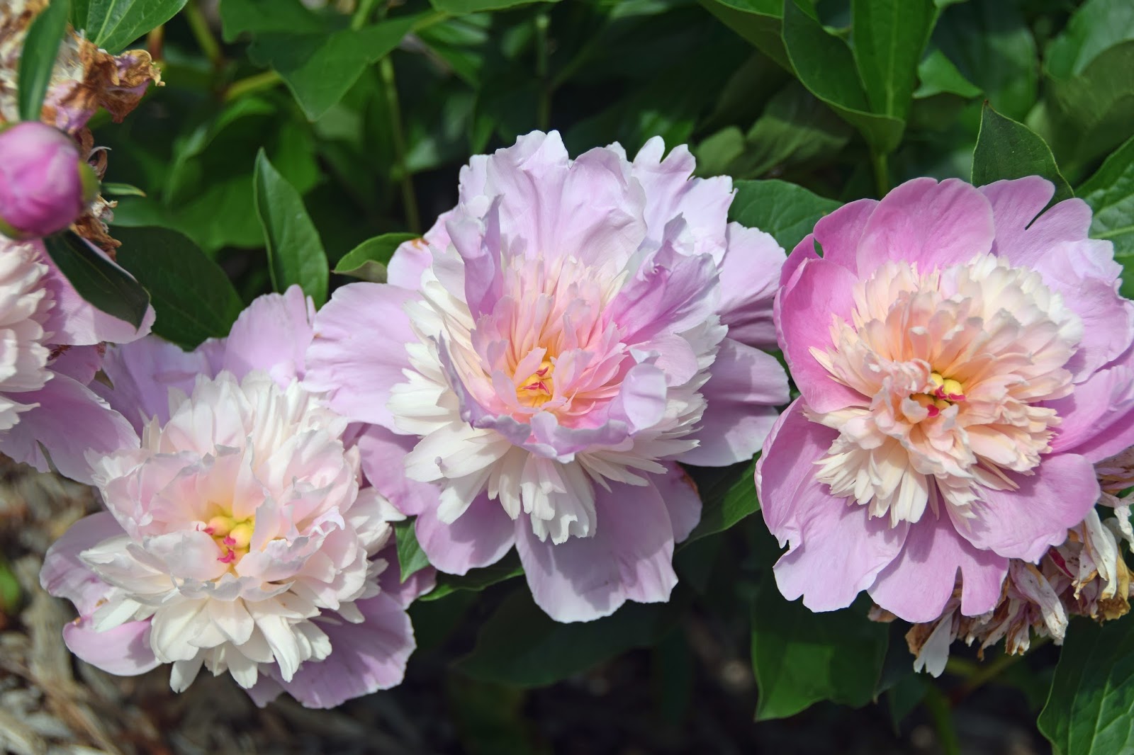 Southern Peony: 2017 Peony Bloom Clusters - Mid Season