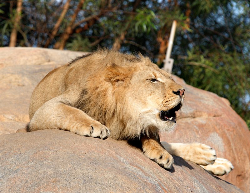 Aslan Resimleri: Vahşi Aslan Resimleri