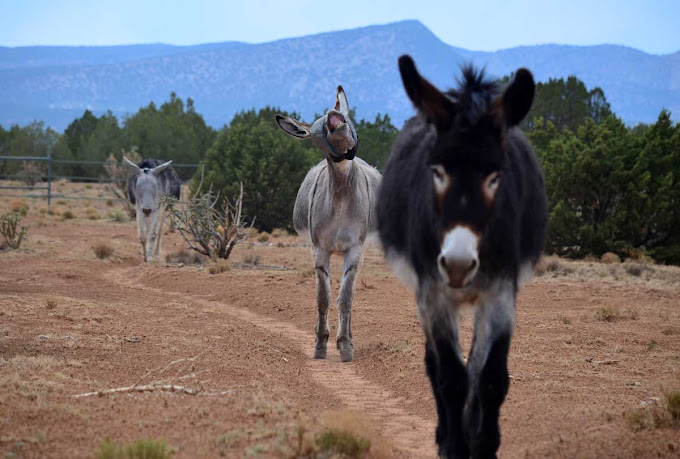 The 7MSN Ranch: Alan gets the last word