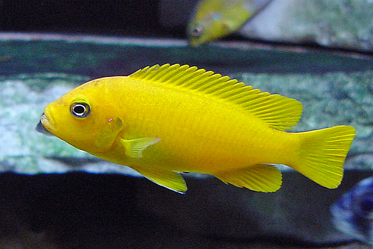 ŽIVOTINJE I BILJKE SVETA: PRELEPE RIBICE