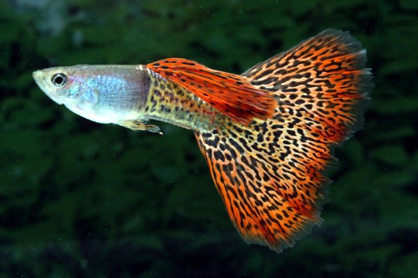 PLANETA PEIXES: Lebiste (Guppy) Poecilia reticulata