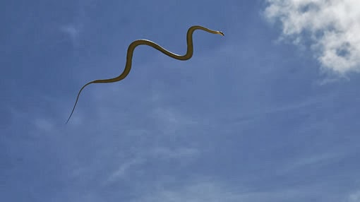 Amazing and Incredible: Chrysopelea, A Flying Snake