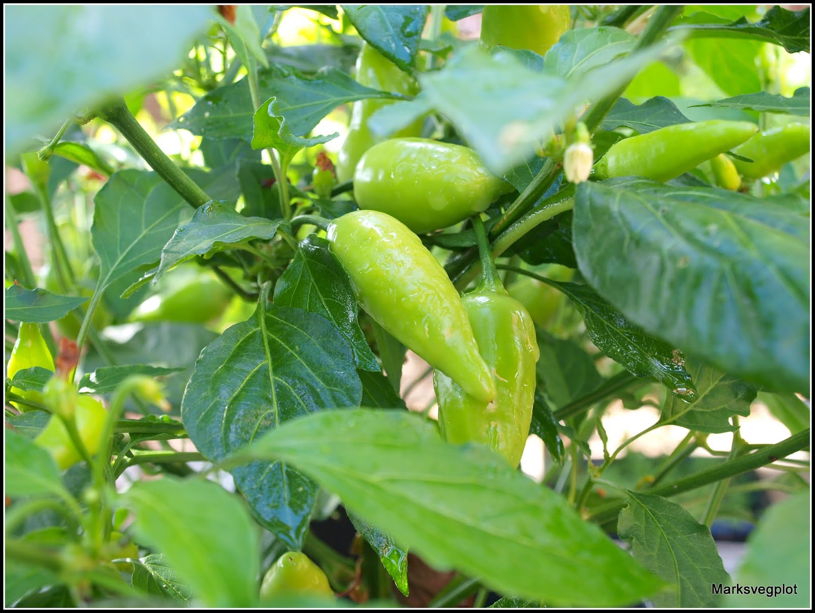 Mark's Veg Plot: Chilli update