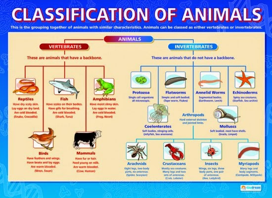 4th GRADERS: ANIMALS