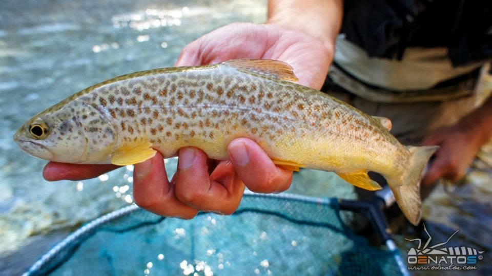 Truite Zébrée dans les Pyrénées