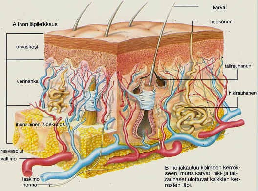 Pääsykoemaraton: Biologia 4: luku 12 Iho