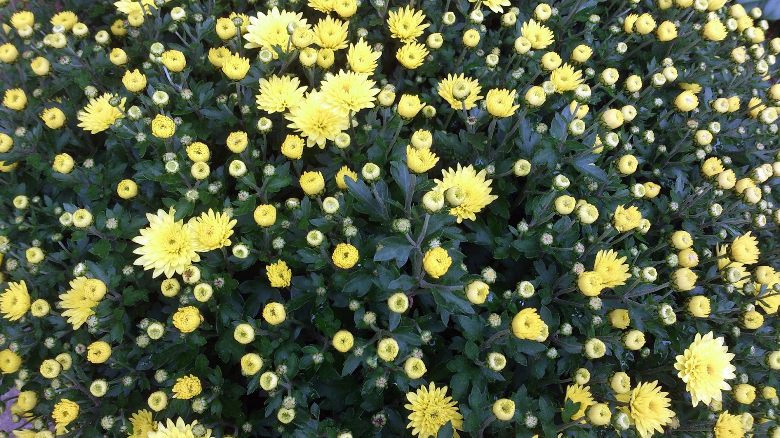 Vademecum Interesting Plants: Dendranthema - Chryzantema - Chrysanthemum