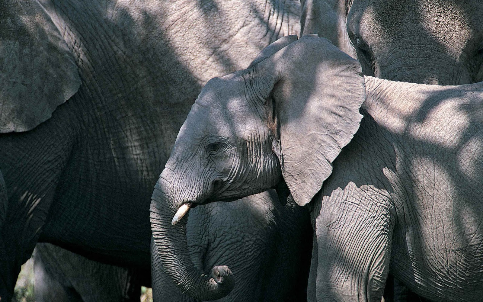 Olifanten Achtergronden