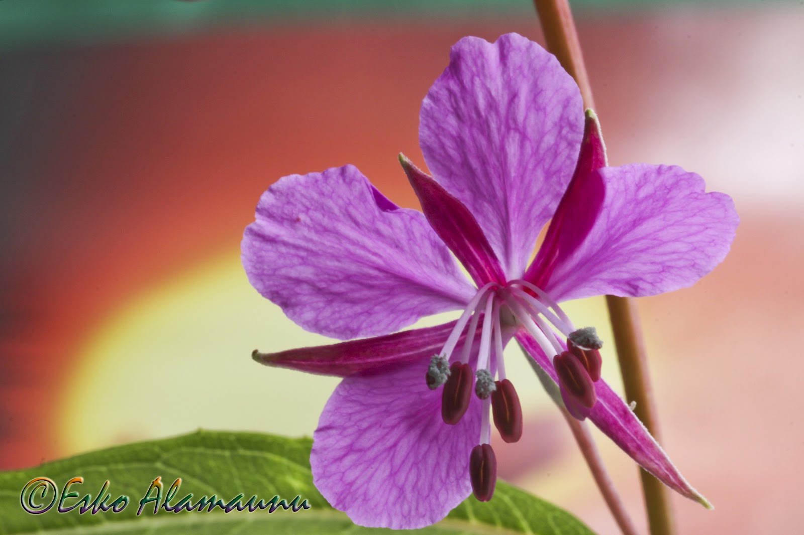 Eko-Kuvia: Ruusu kuin 'ruusu'...