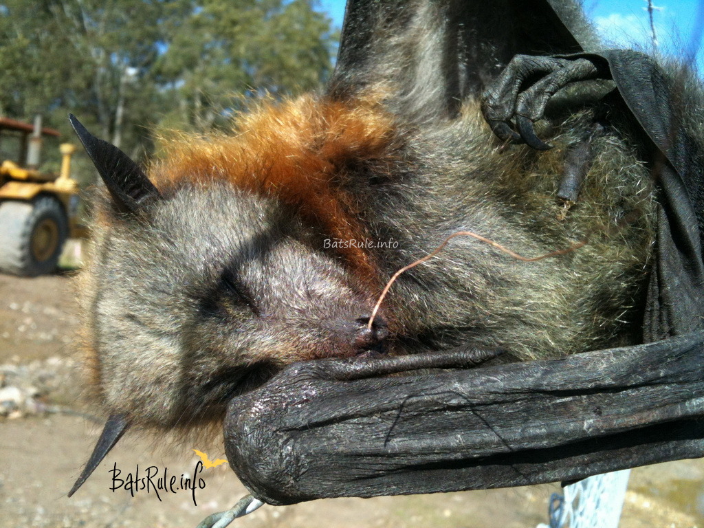 Rescue | Barbed wire | Megabat Grey-headed (Flying-fox) (Fruit bat)