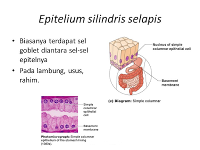 Epitel Silindris (Jaringan Epitel) Dan Jenisnya - Biologisites