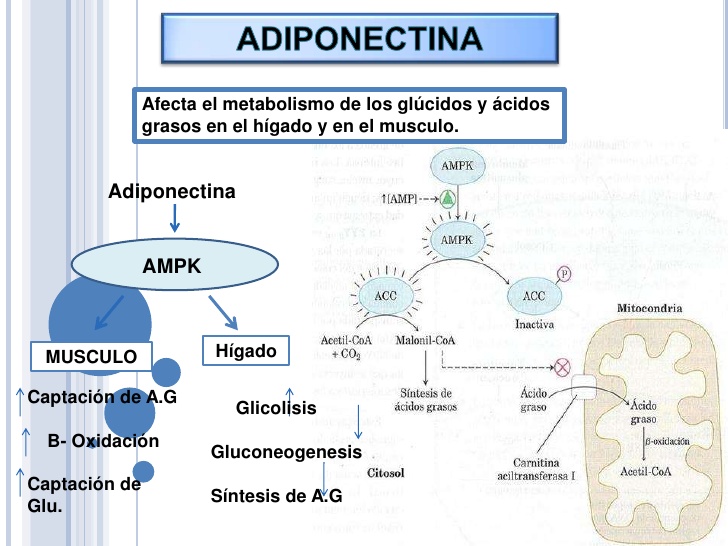 Adiponectina: Adiponectina