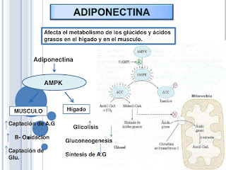 Adiponectina: Adiponectina