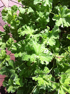 Plant Preview: SE Regional Symposium, Herb Society of America, Oct 12 ...