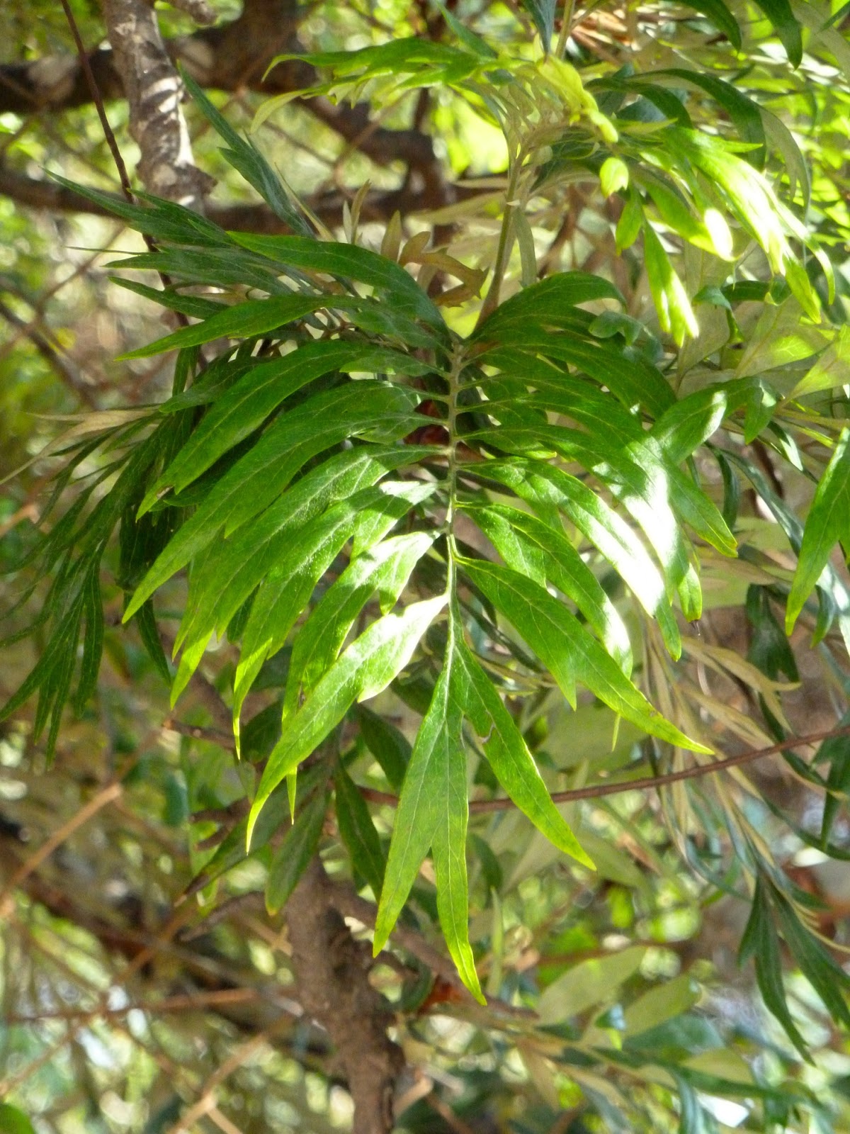 Árboles con alma: Roble australiano (Grevillea robusta)