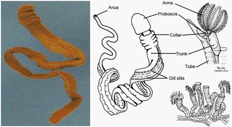 BIOLOGI TOPI BIRU: HEMICHORDATA