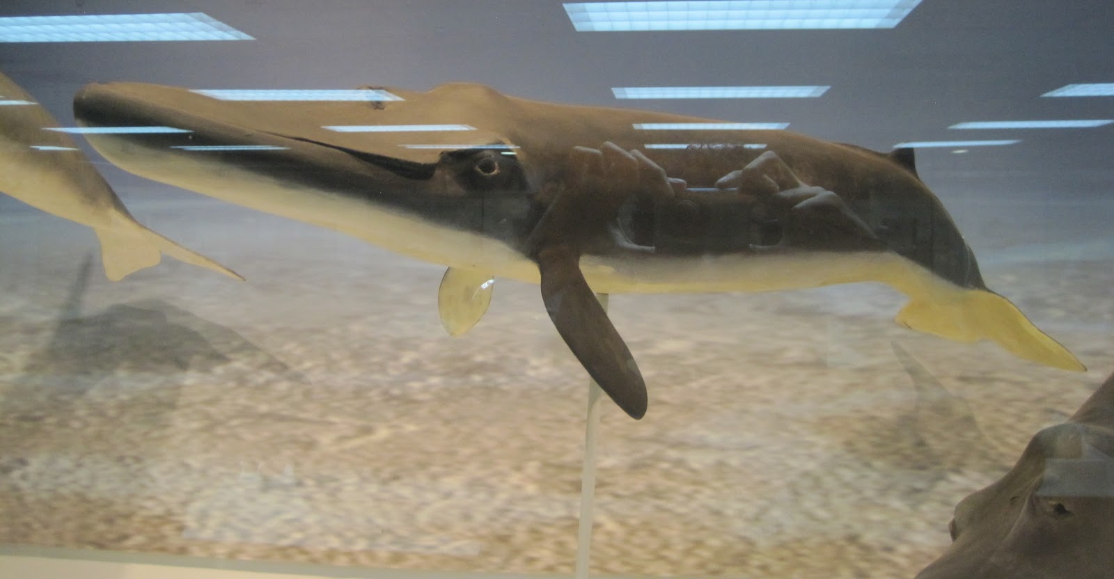 El Pensieve de Dinorider: Piscobalaena nana, chiquita pero bocona