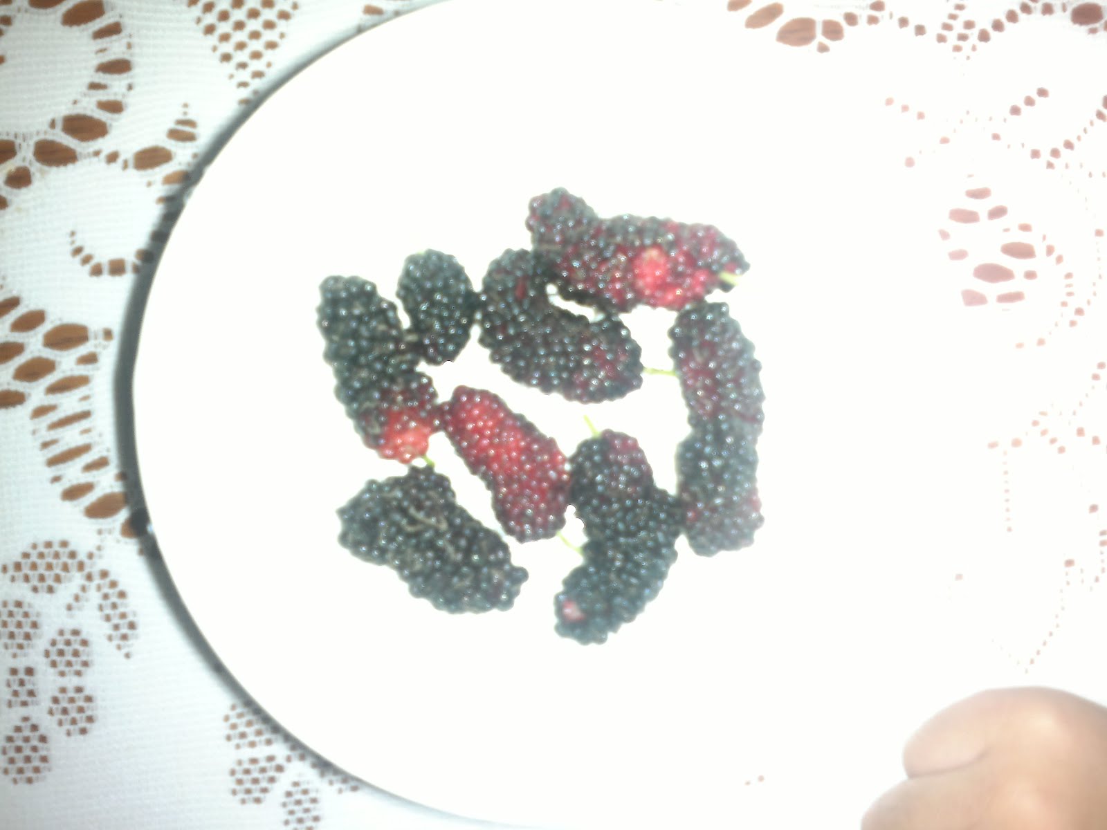 Si comel kakak adik: Khasiat buah malberi.