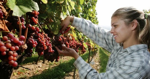 Virallyzen: Seasonal Fruit Picking job in australia