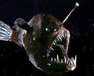 Watch: Weird Black Seadevil Anglerfish Caught On Video - Finding Nemo's ...
