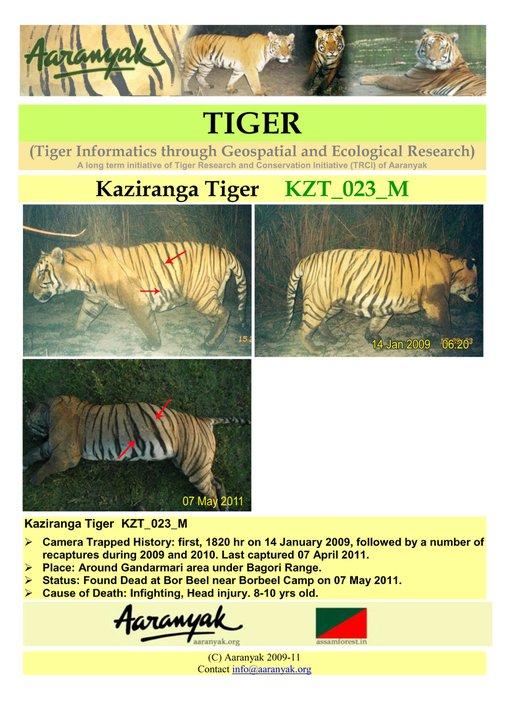 B2 and Other Great Tiger Pics from India