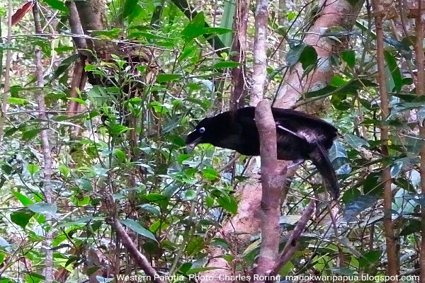Birdwatching and Wildlife Watching in Indonesia's West Papua: Watching ...