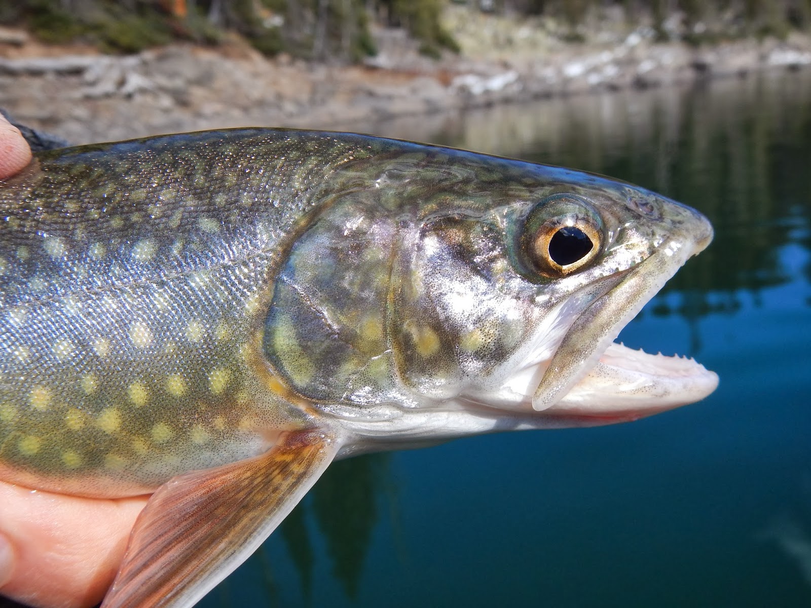 Troutings: Island Lake