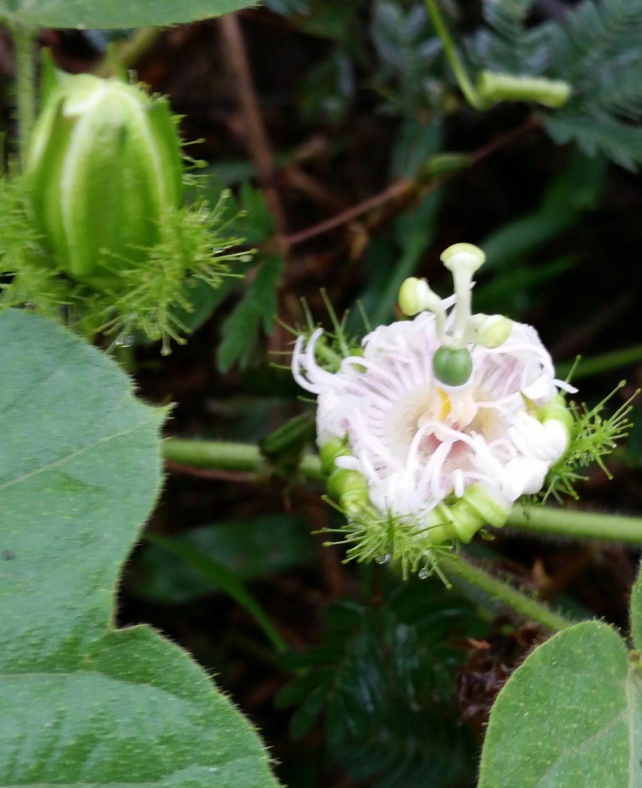 Warisan Petani: Oktober 2015