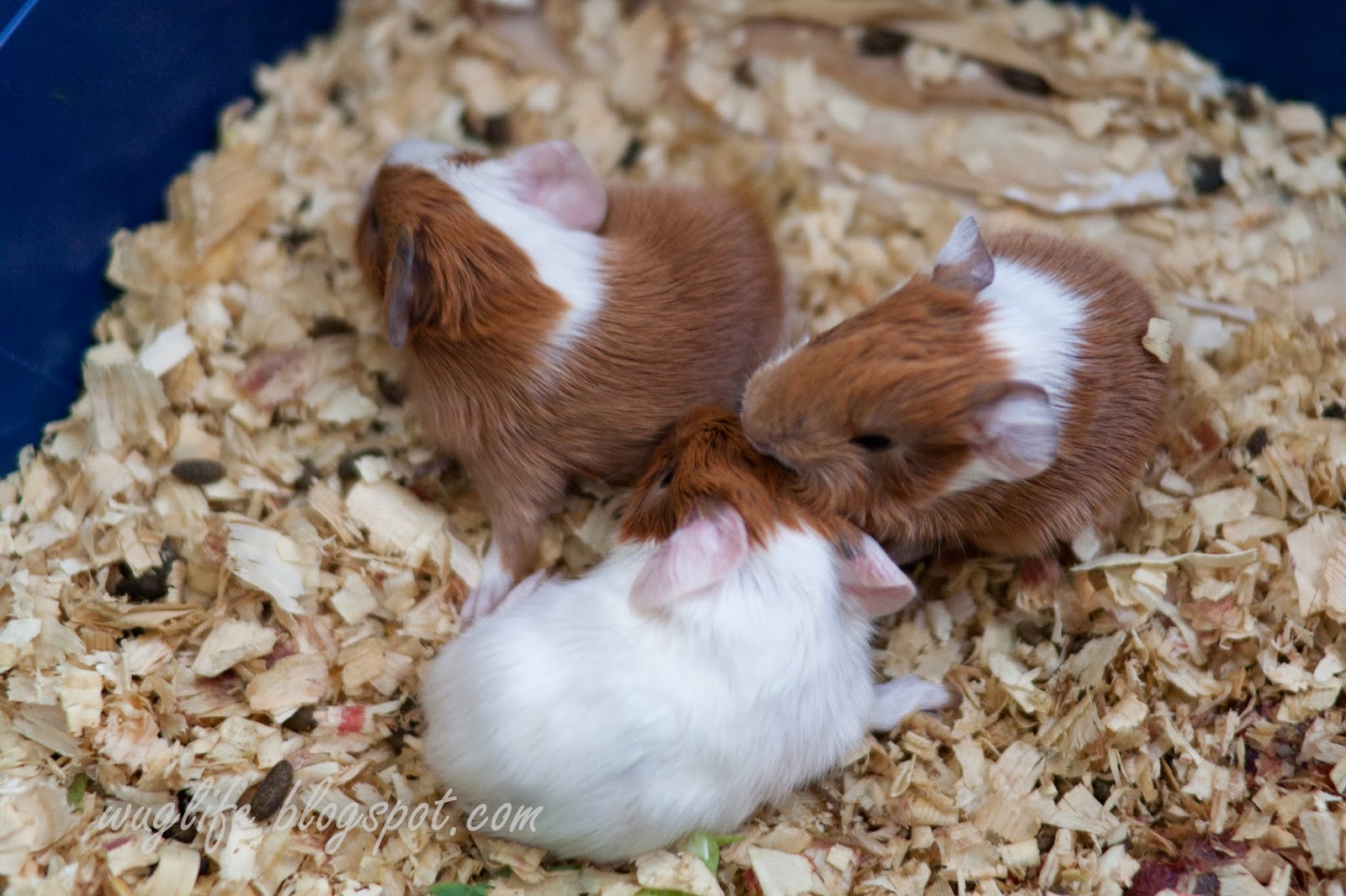 Wug:Life: More Baby Guinea Pigs as created by Little Q!